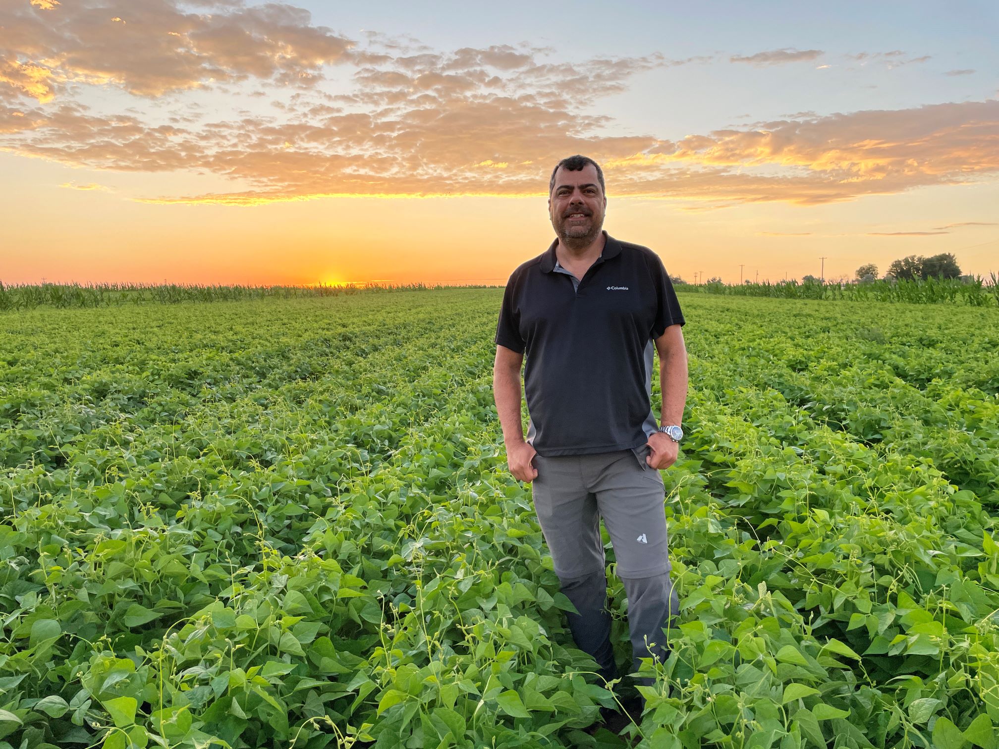 NDSU’s dry bean breeding program seeks to impact global food security | NDSU Agriculture